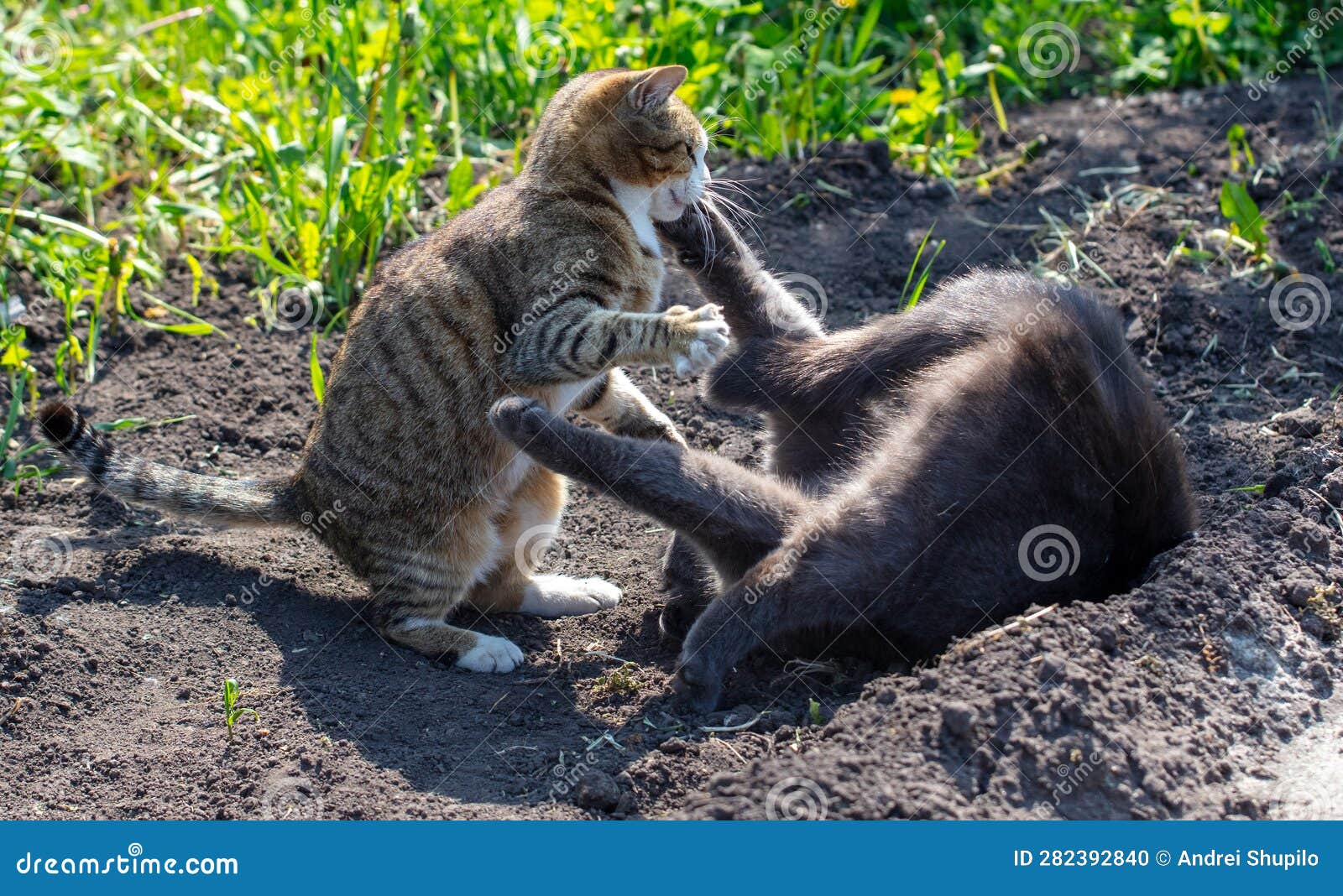 Two Cats Fight on the Ground in Nature Stock Photo - Image of cute ...
