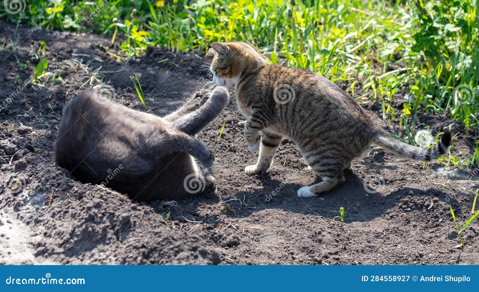 Two Cats Fight on the Ground in Nature Stock Image - Image of fight ...