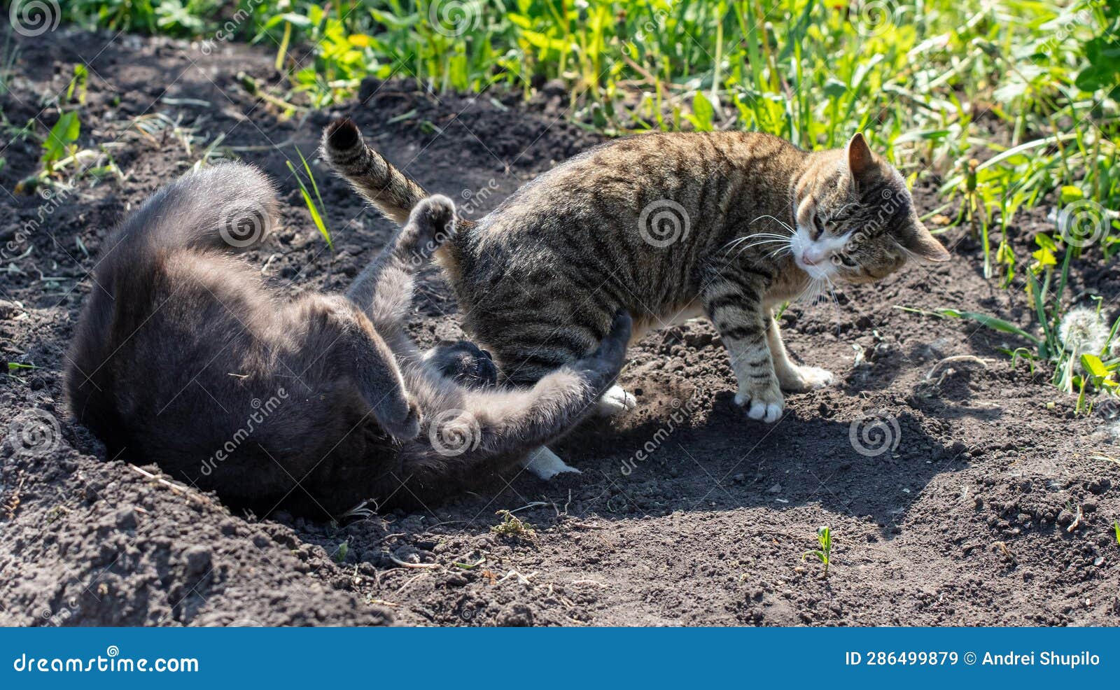 Two Cats Fight on the Ground in Nature Stock Image - Image of outdoors ...