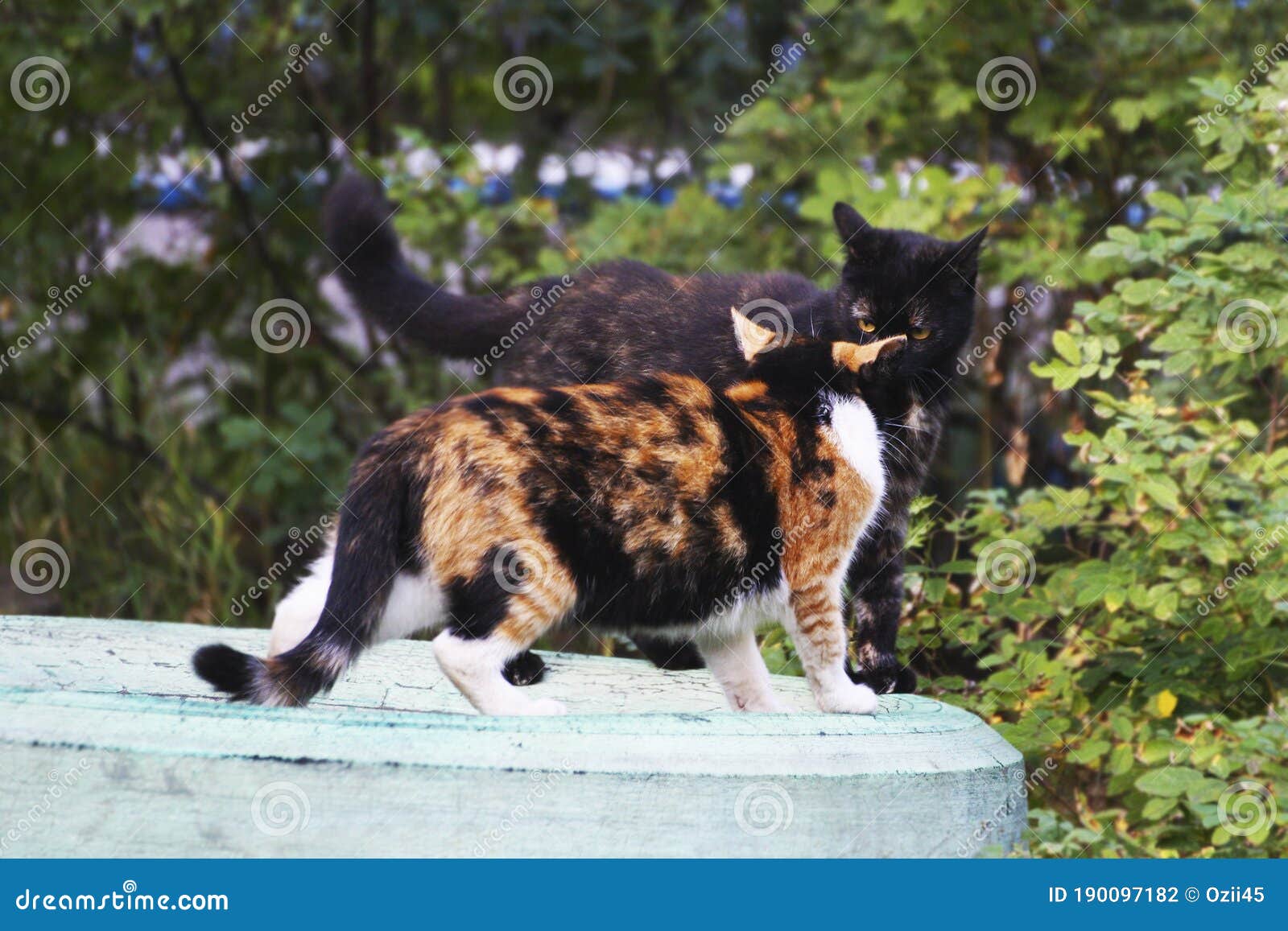 Two cats before a fight stock photo. Image of outdoor - 190097182
