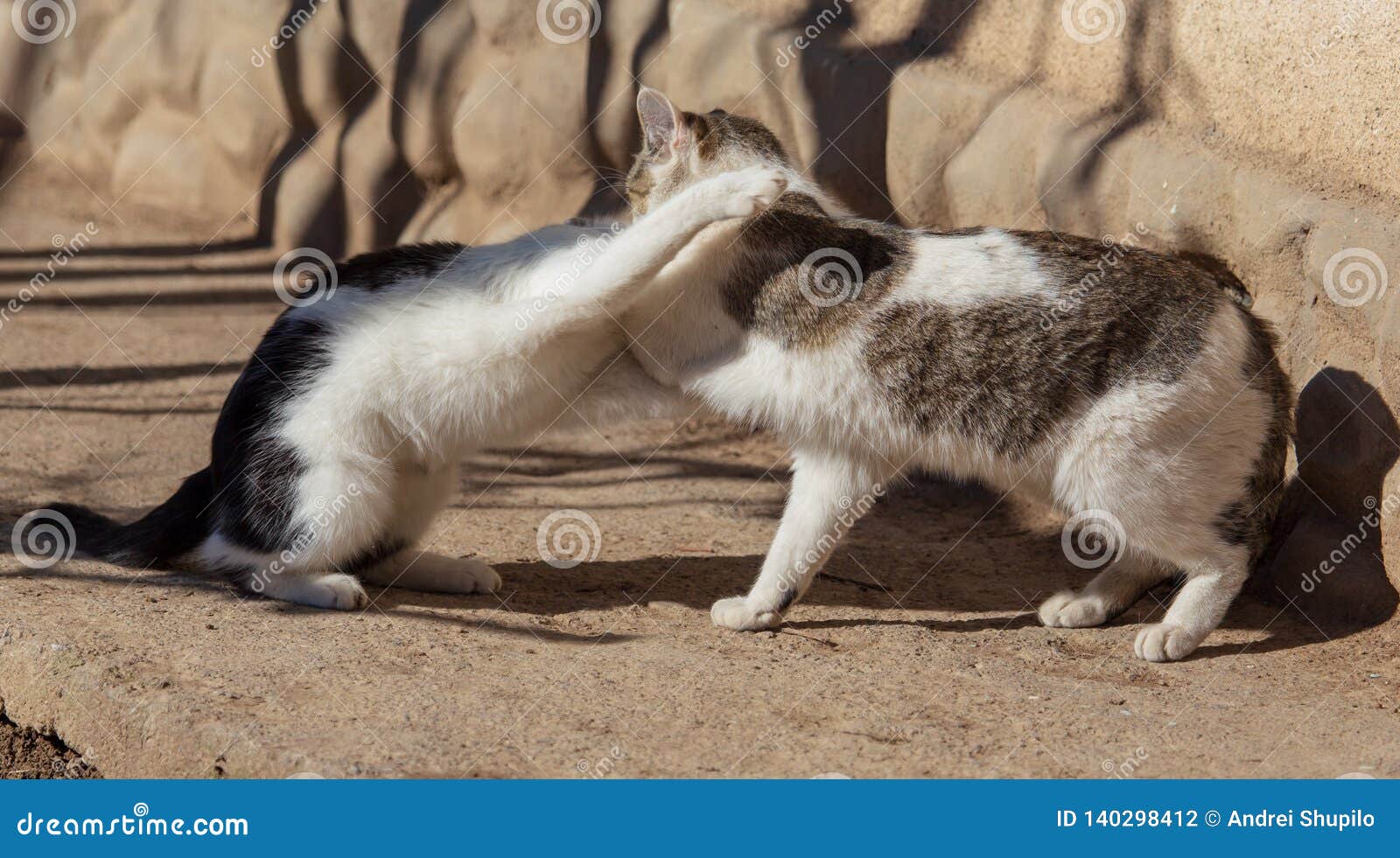 Two Cats Fighting in Nature Stock Photo - Image of outdoor, mammal ...