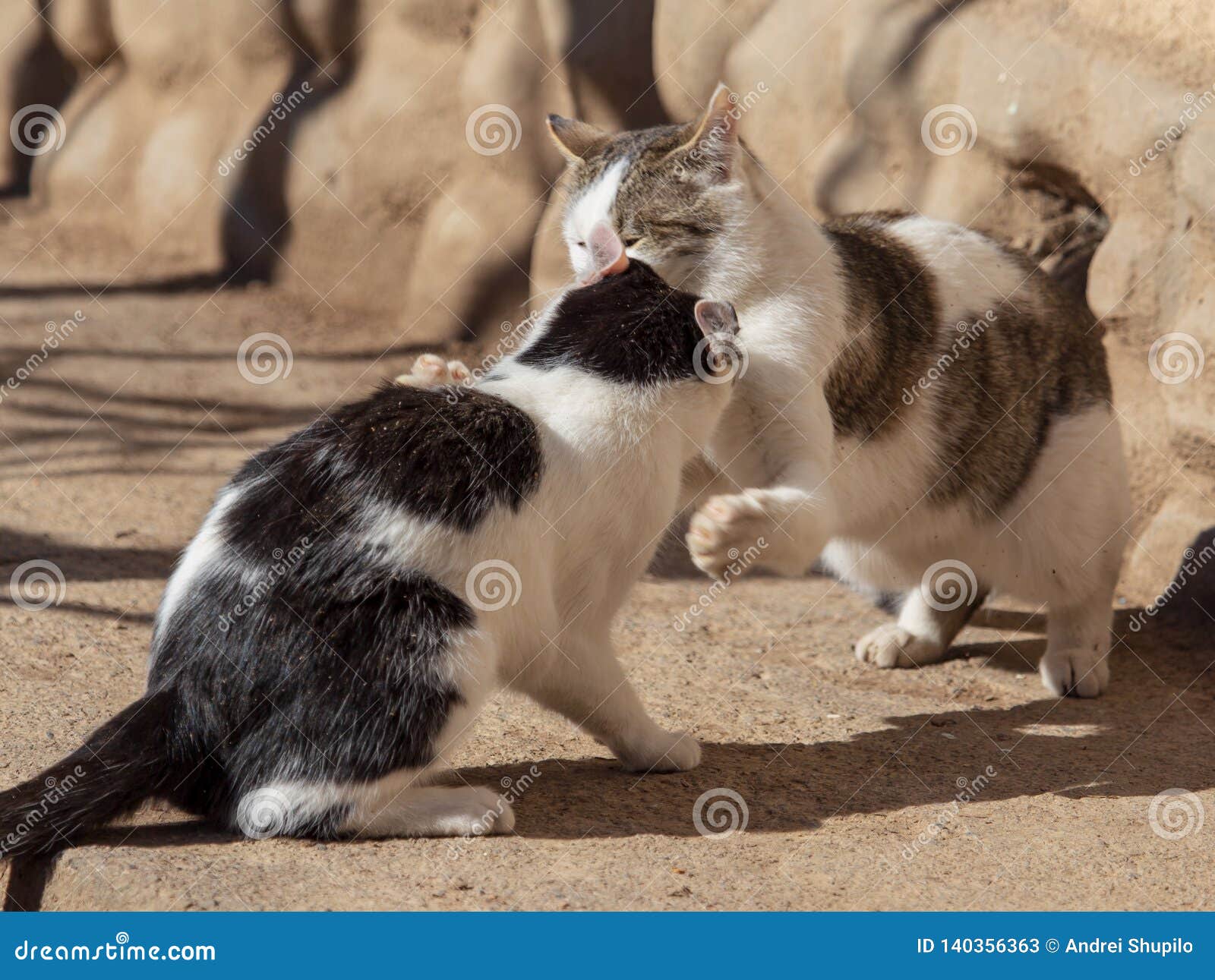 Two Cats Fighting in Nature Stock Image - Image of portrait, baby ...