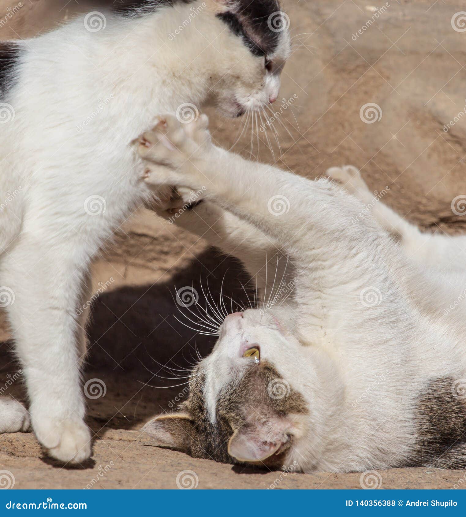 Two Cats Fighting in Nature Stock Photo - Image of small, nature: 140356388