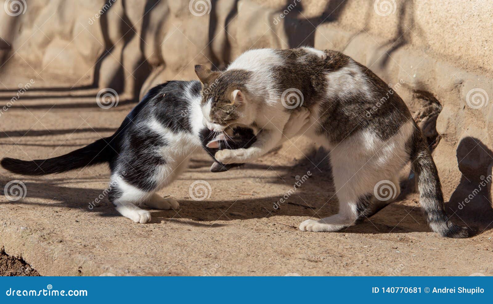 Two Cats Fighting in Nature Stock Image - Image of animal, house: 140770681