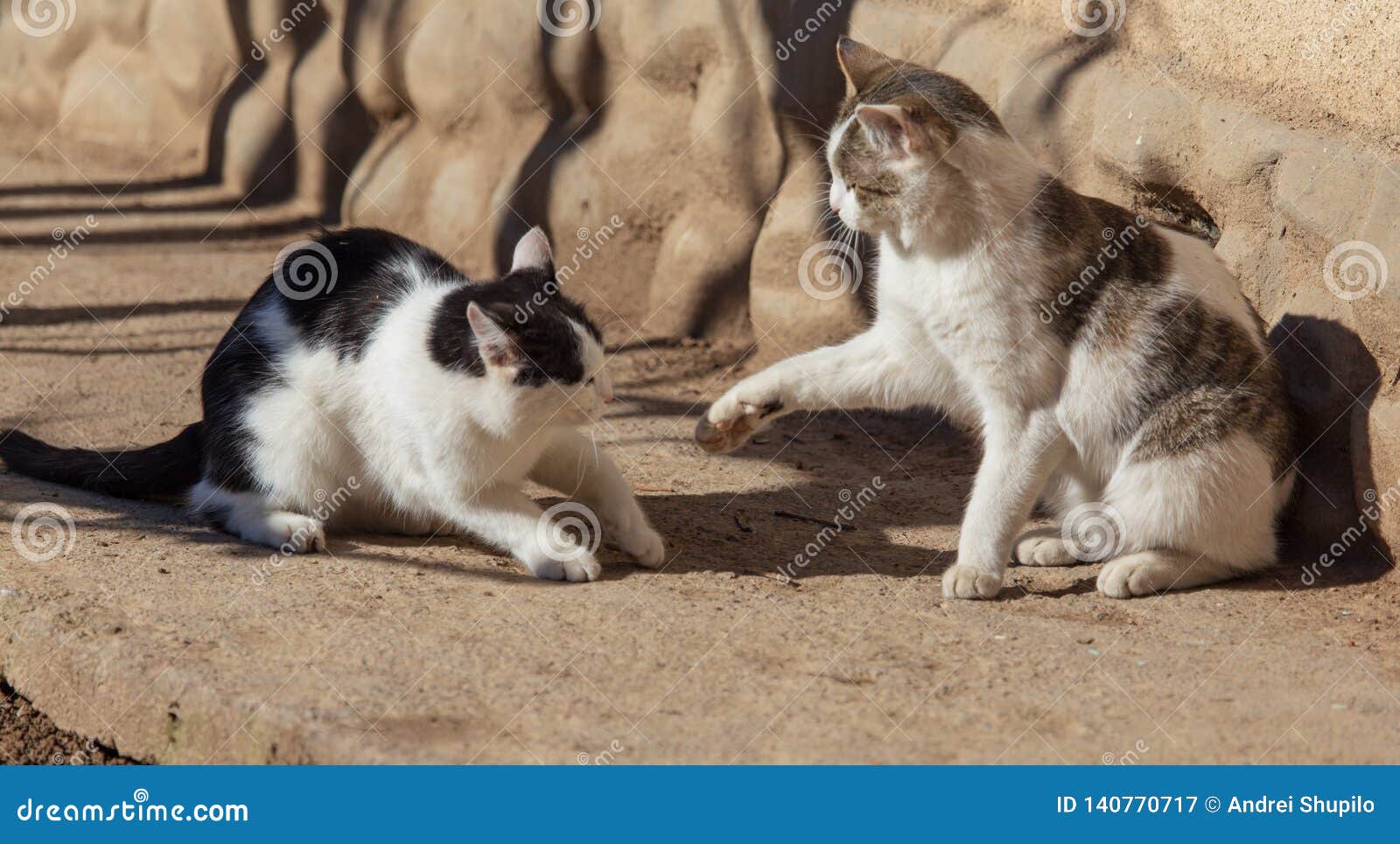 Two Cats Fighting in Nature Stock Image - Image of small, kitty: 140770717