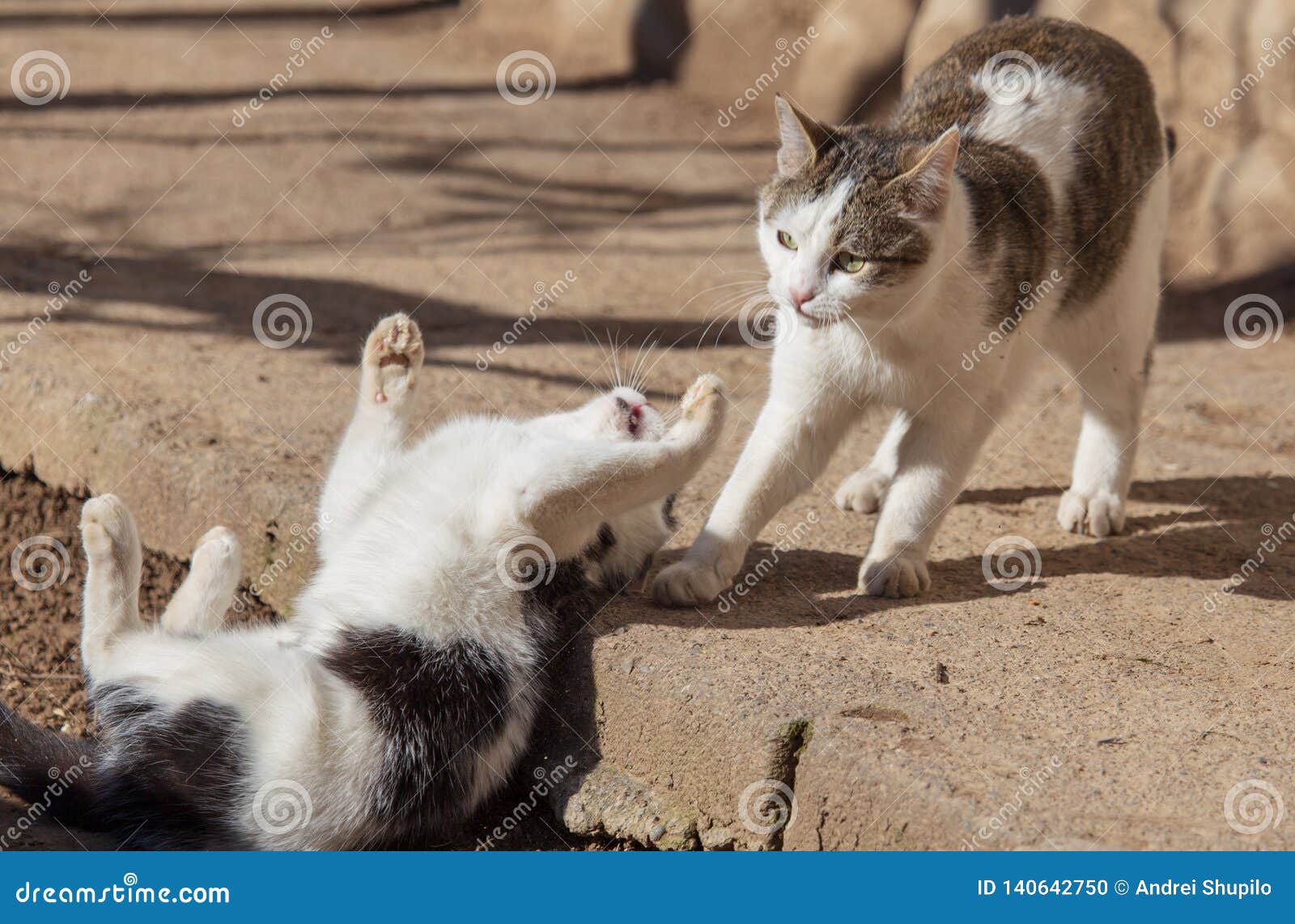 Two Cats Fighting in Nature Stock Photo - Image of portrait, closeup ...