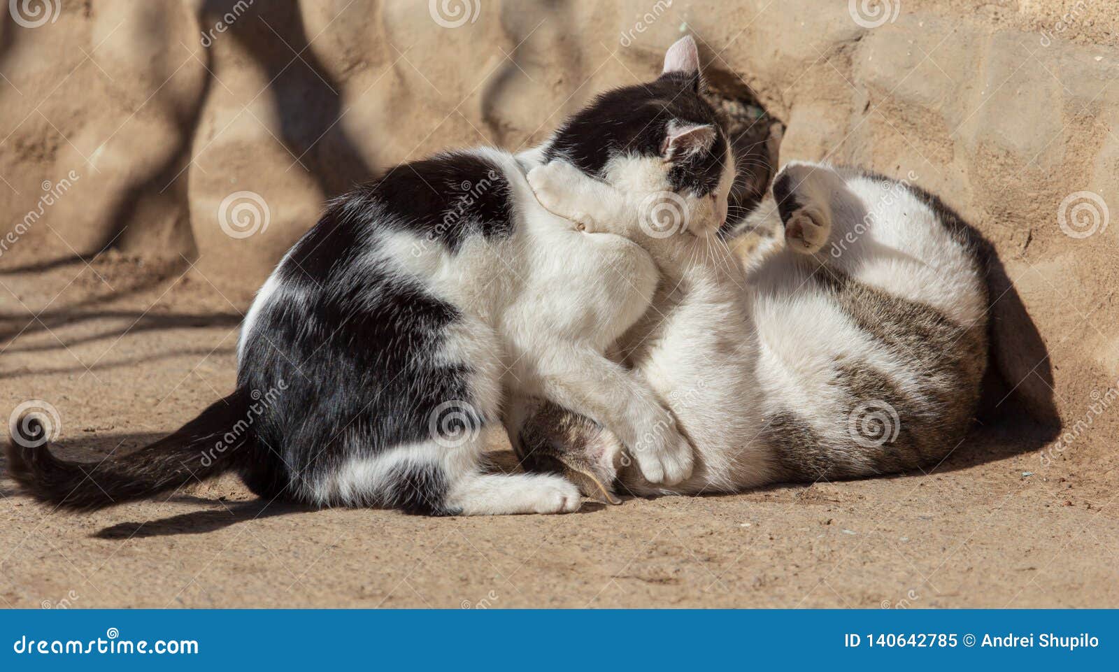 Two Cats Fighting in Nature Stock Image - Image of small, kitten: 140642785