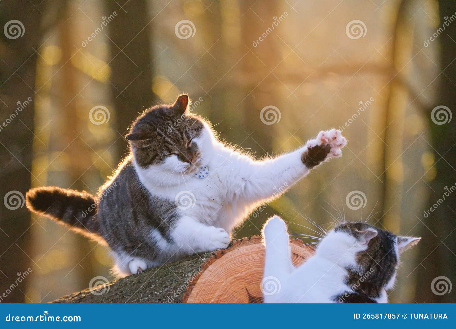 Two Cats Fighting or Playing, Animal Behavior and Relationship Stock ...