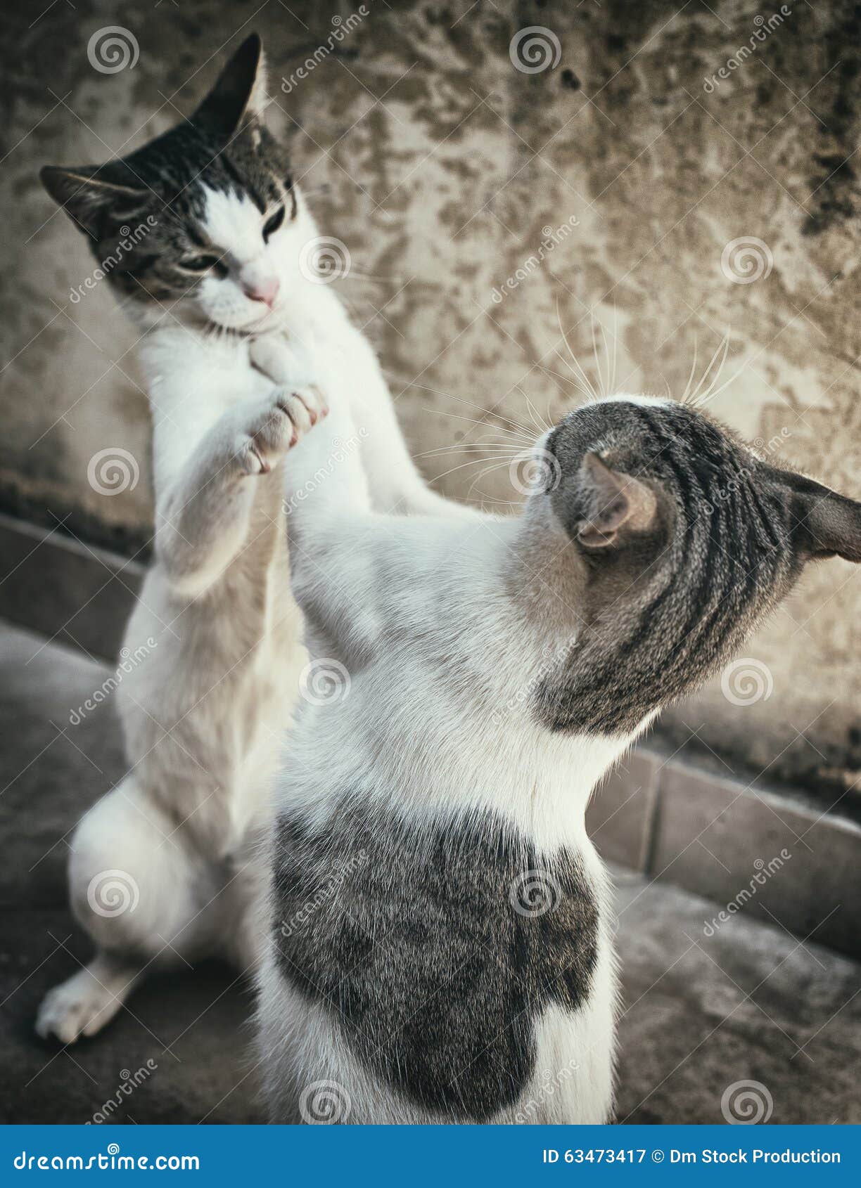 Two cats. stock image. Image of arguing, animals, angry - 63473417