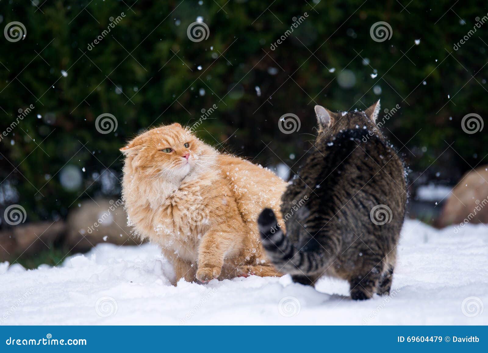Two cats fighting stock image. Image of pets, snowy, power - 69604479