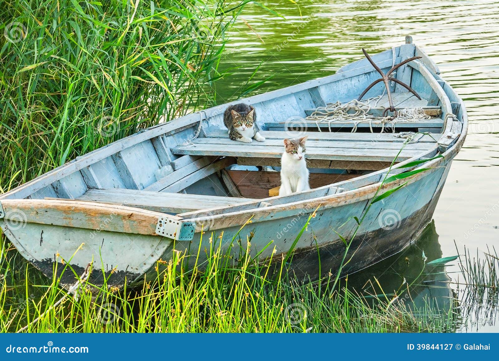Two Cats Fishing Boat Stock Photos - Free & Royalty-Free Stock Photos ...