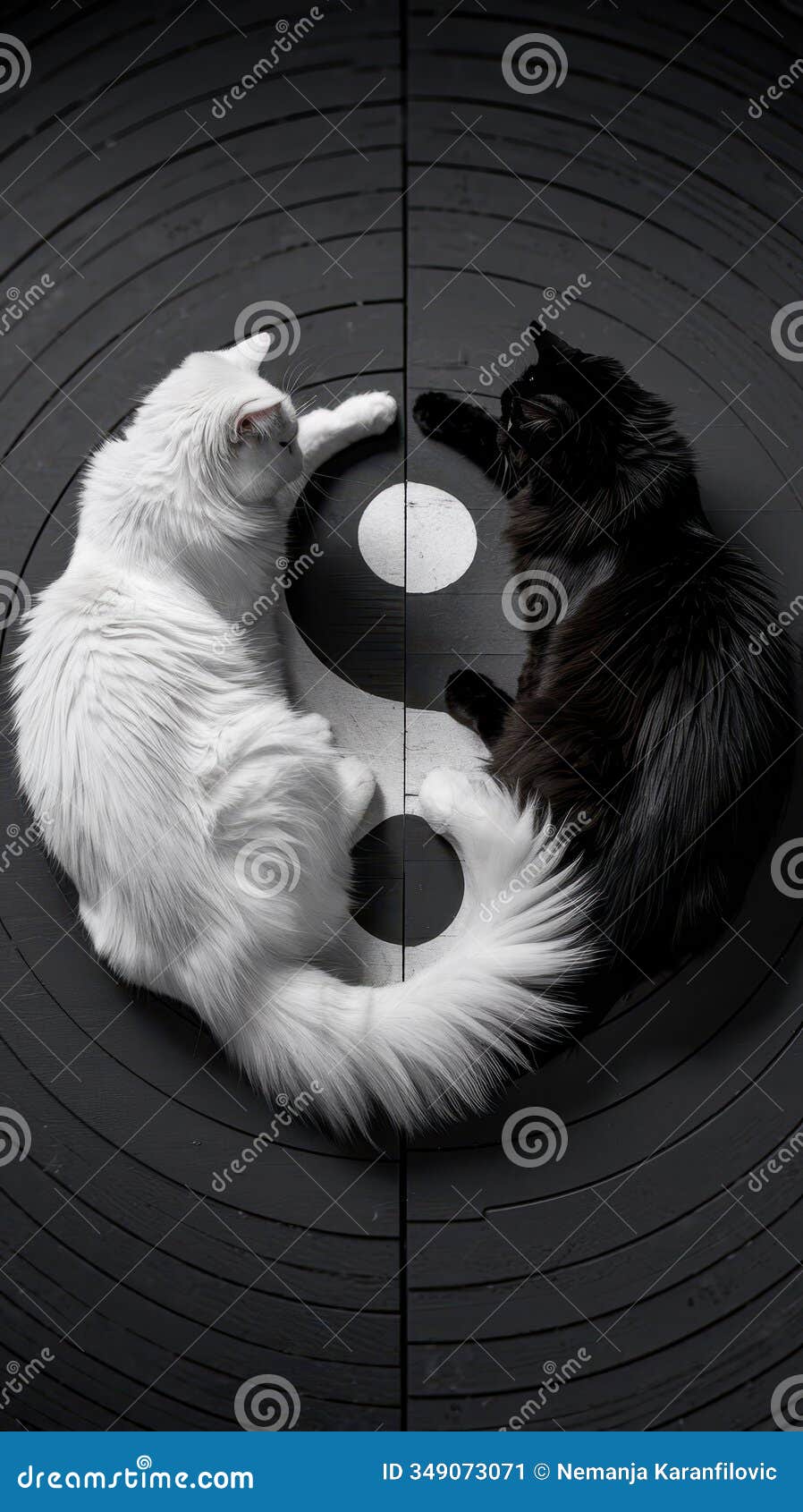 Two Cats Forming Yin-yang Symbol with Bodies on Circular Mat Stock ...