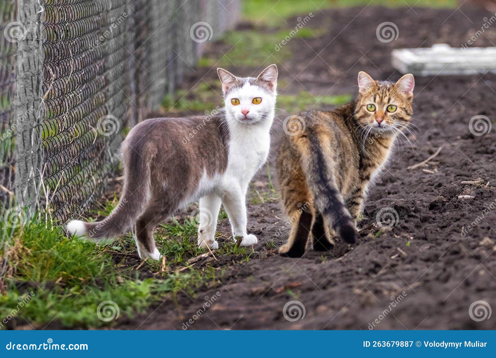 Two Cats in the Garden Look Back Stock Image - Image of garden, back ...