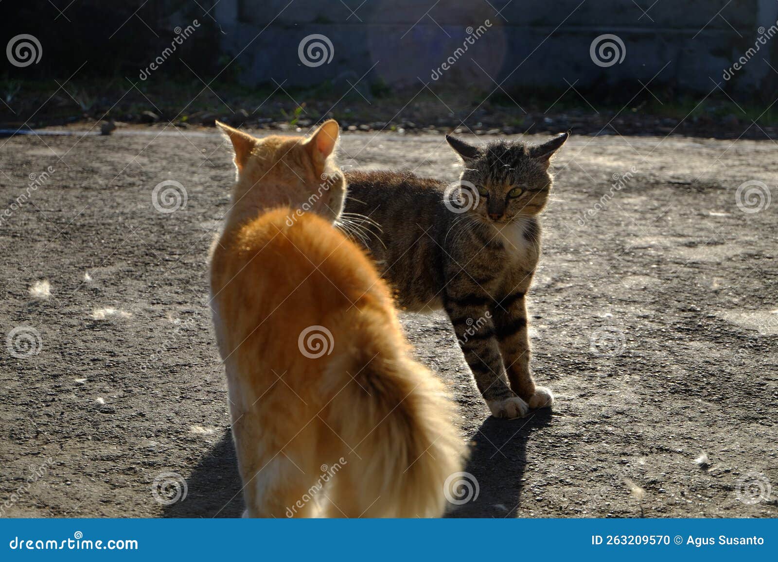 Two Cats are Getting into a Fight Stock Photo - Image of colorful ...