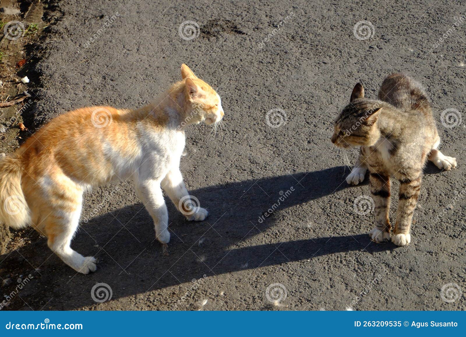 Two Cats are Getting into a Fight Stock Image - Image of claw, fight ...