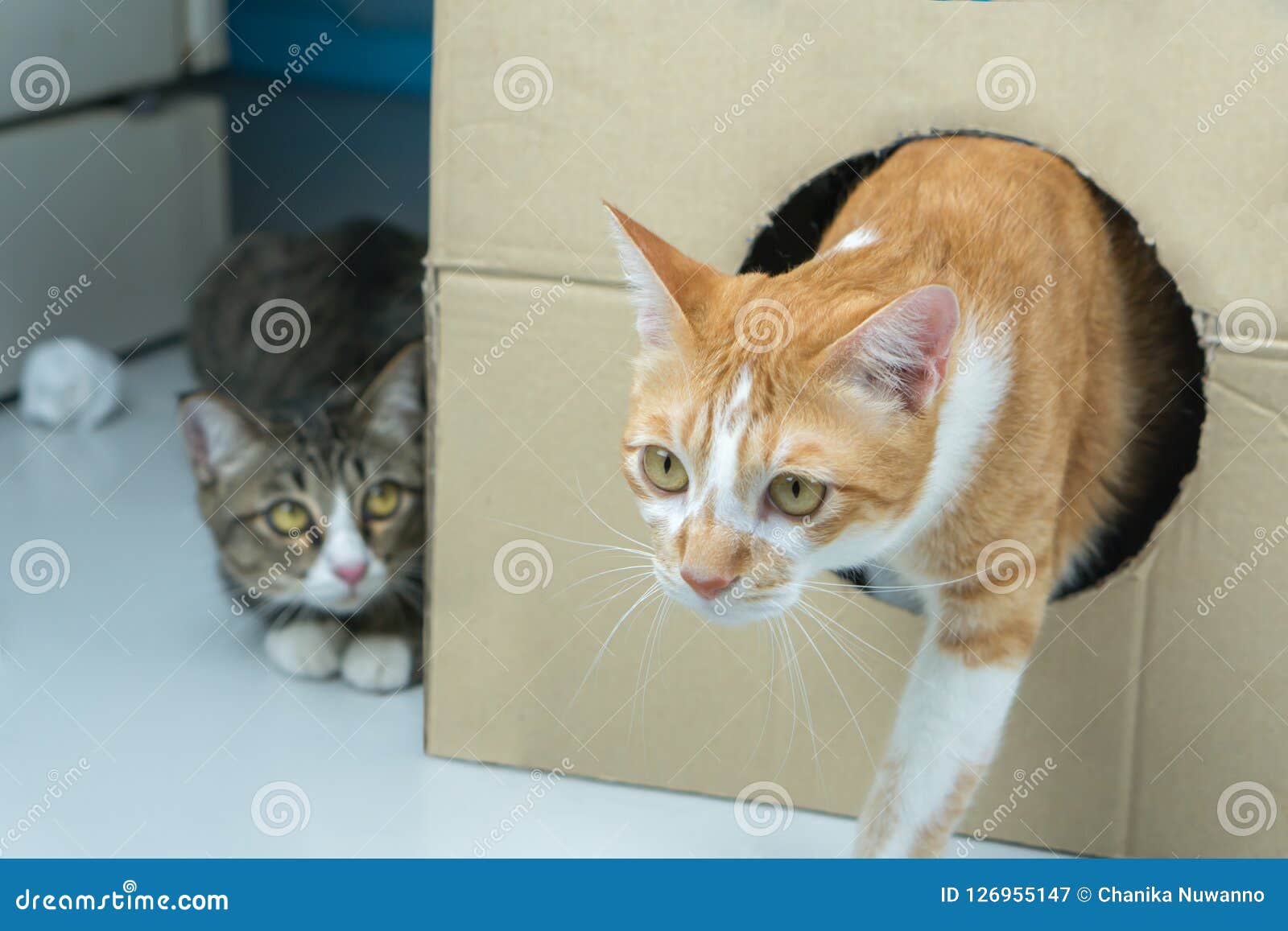 The Cat Walks Out of the Big Box. Stock Image - Image of hair, funny ...