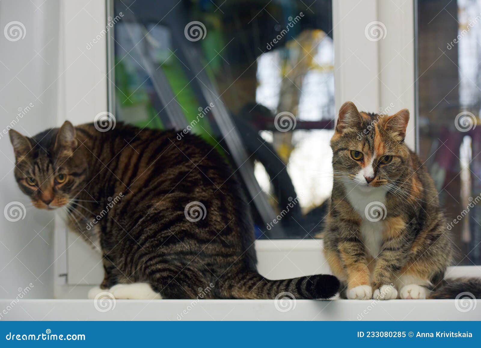 Two cats at home together stock image. Image of comfort - 233080285