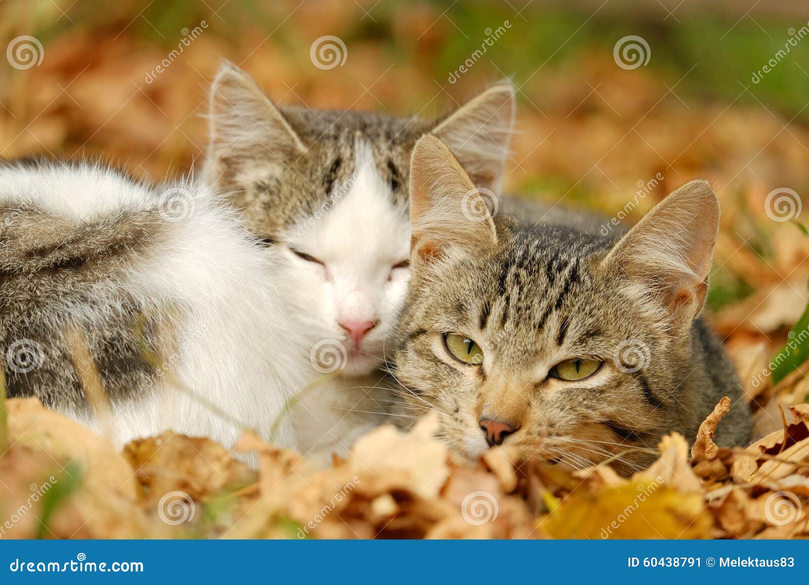 Two cats stock image. Image of focus, heated, young, cats - 60438791