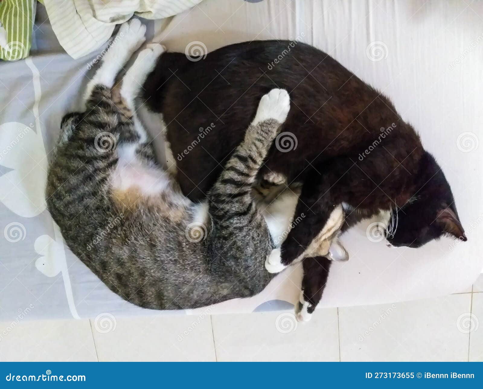 Two Cats Hugging Each Other while Sleeping on a Bed Stock Image - Image ...