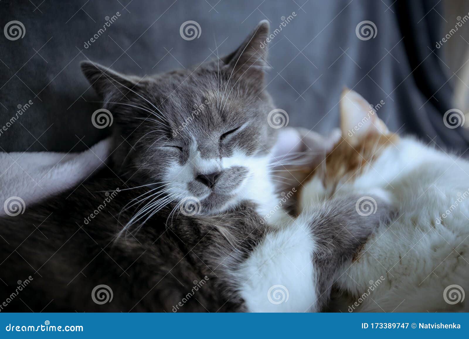 Two Cats are Hugging. Love and Friendship Stock Image - Image of love ...