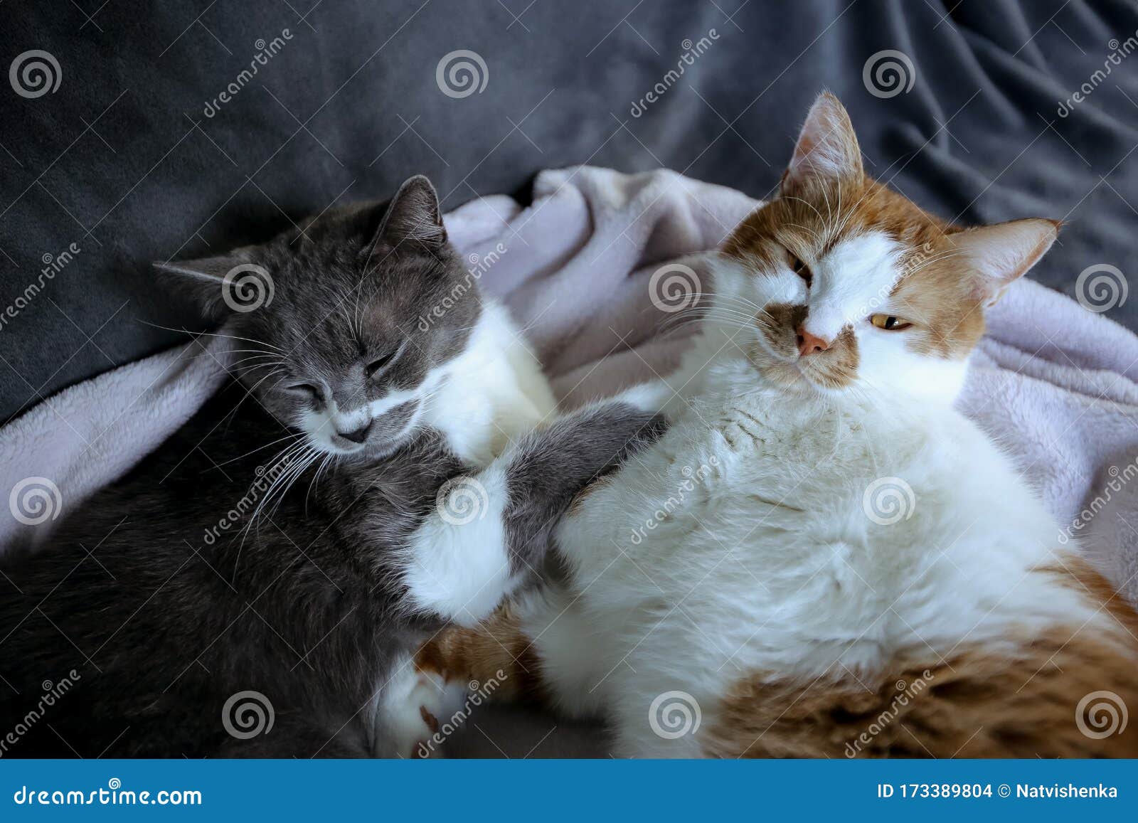 Two Cats are Hugging. Love and Friendship Stock Photo - Image of ...