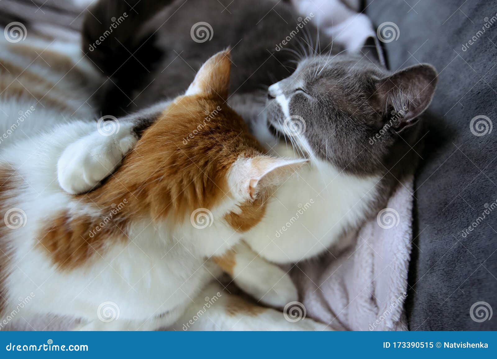 Two Cats are Hugging. Love and Friendship Stock Image - Image of carpet ...