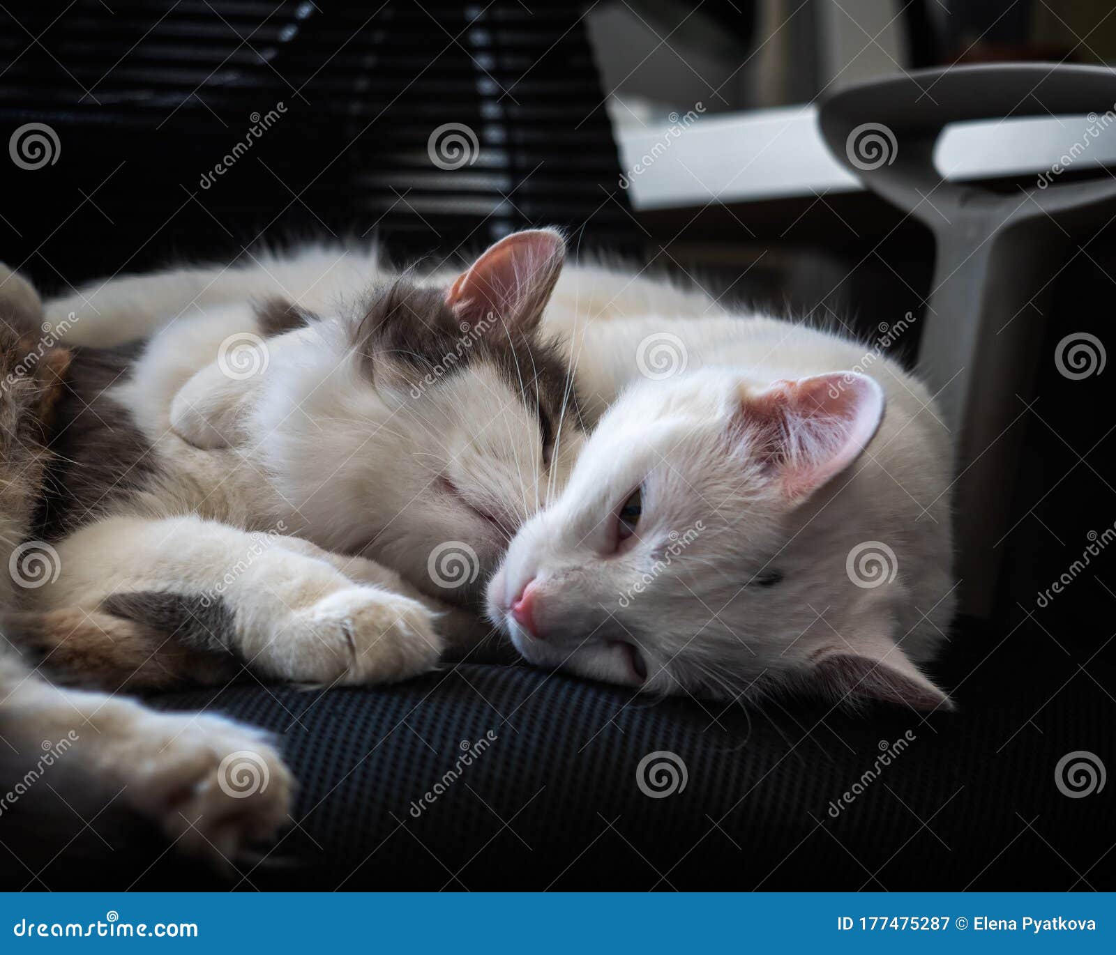 Two Cats Hugging Sleeping in a Computer Chair Stock Image - Image of ...