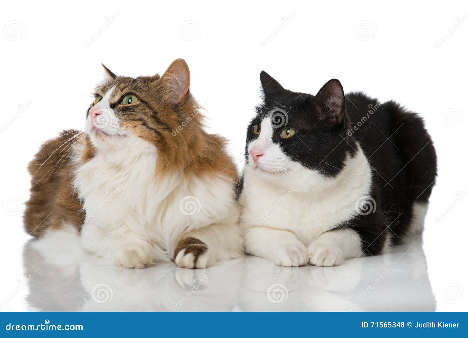 Two cats stock photo. Image of domestic, paws, friends - 71565348