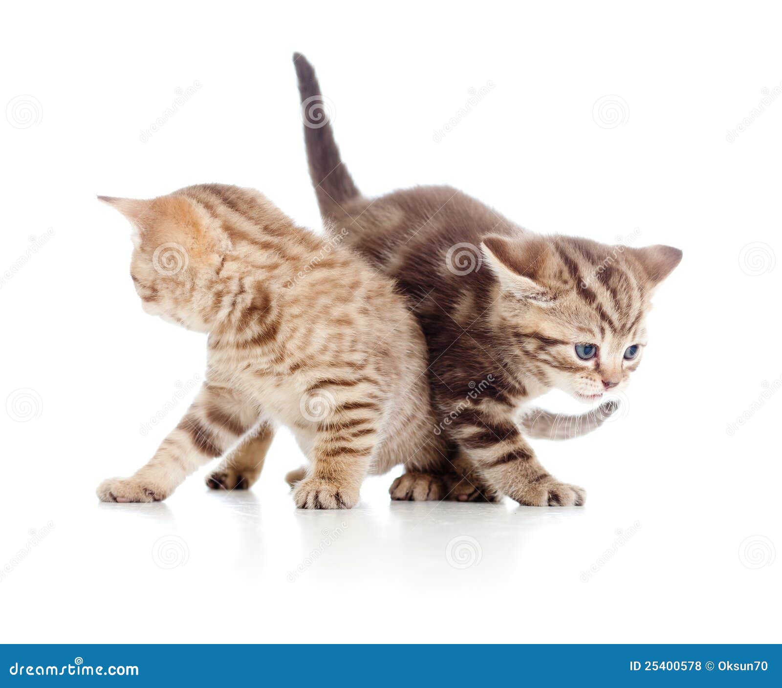 Two Cats Kittens Play Together Stock Photo - Image of pretty, domestic ...