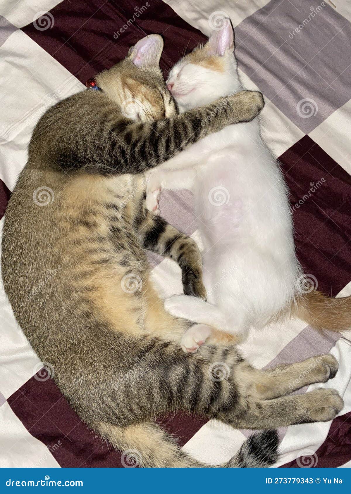 Two Cats Laying Sleep On Marble Bench Stock Image | CartoonDealer.com ...