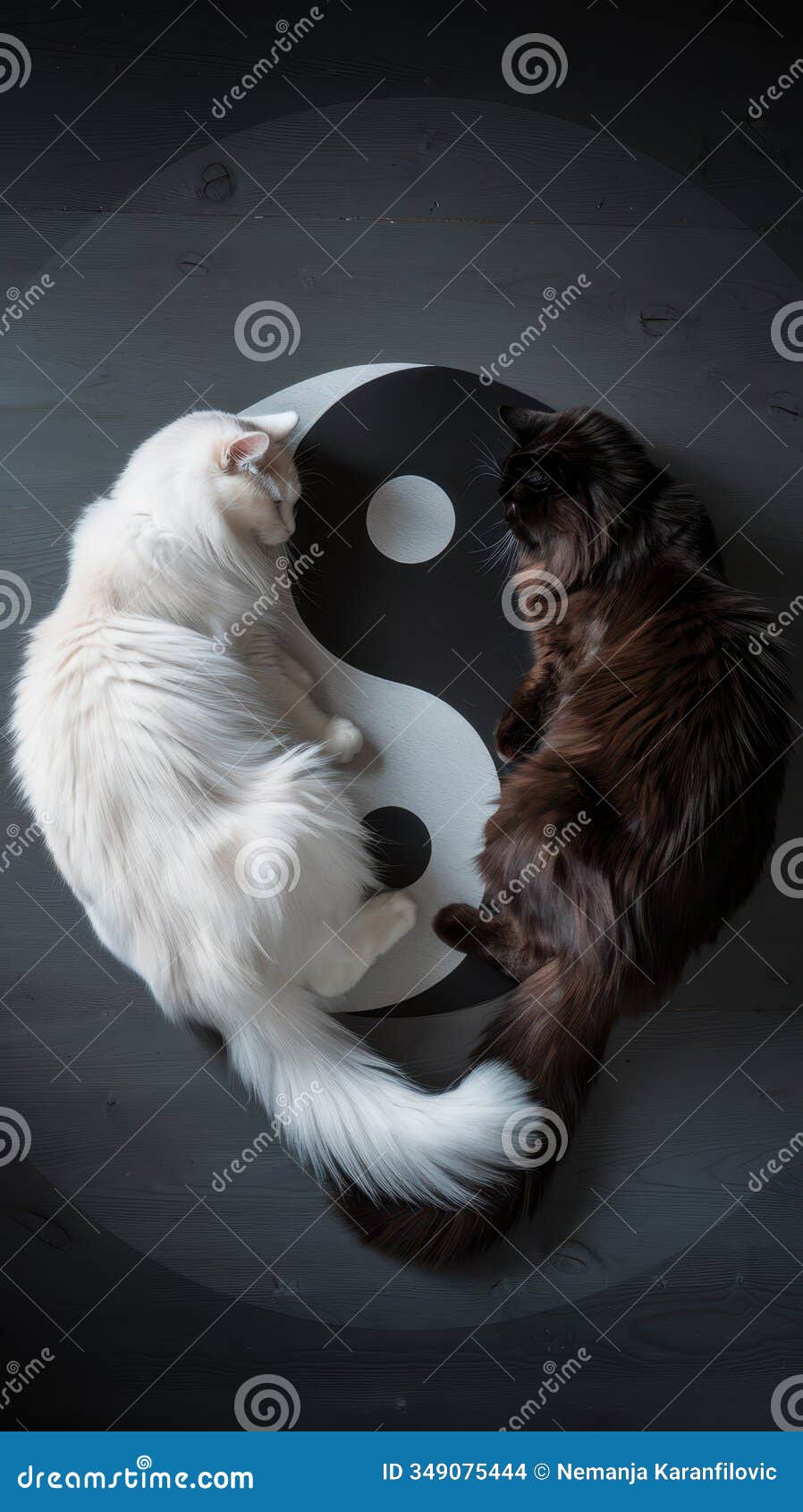 Two Cats Laying on a Black and White Symbol Stock Illustration ...