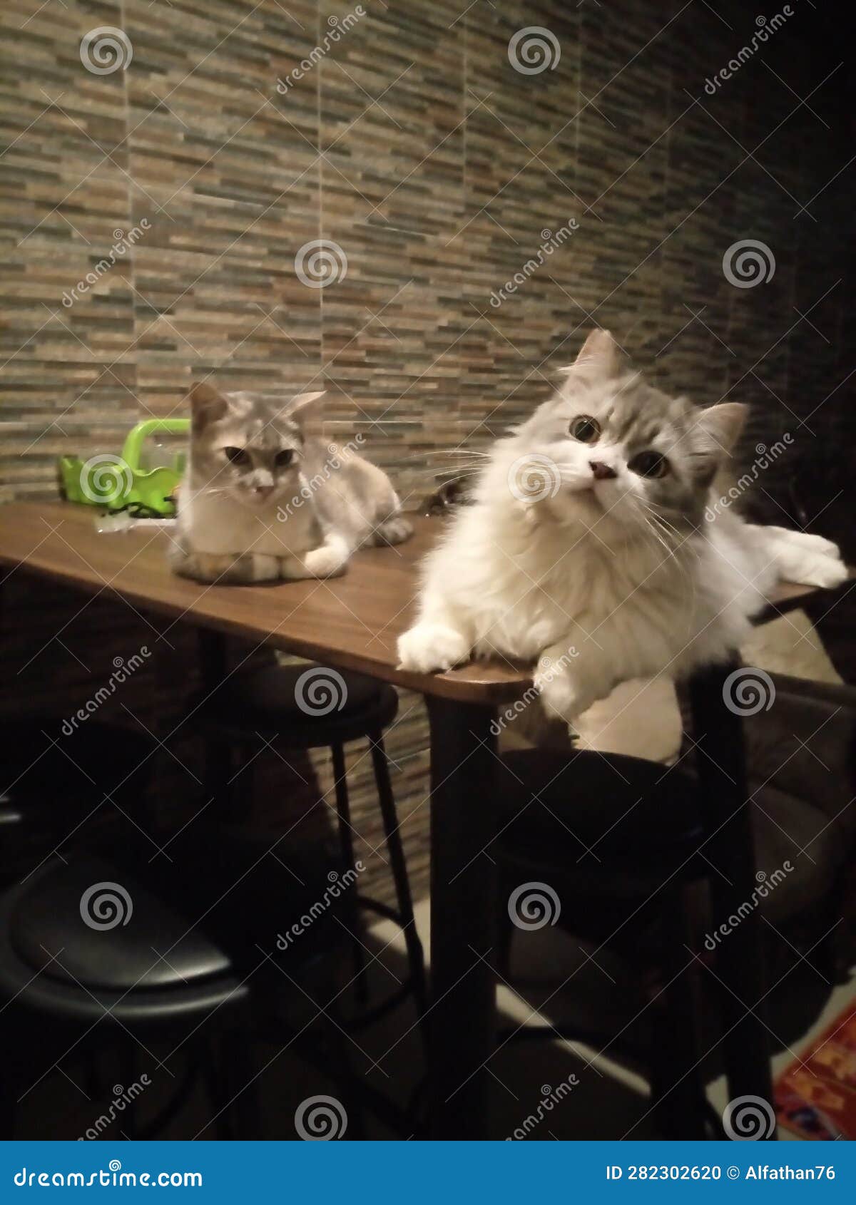 Two Cats Laying Down on a Table Stock Photo - Image of cute, table ...