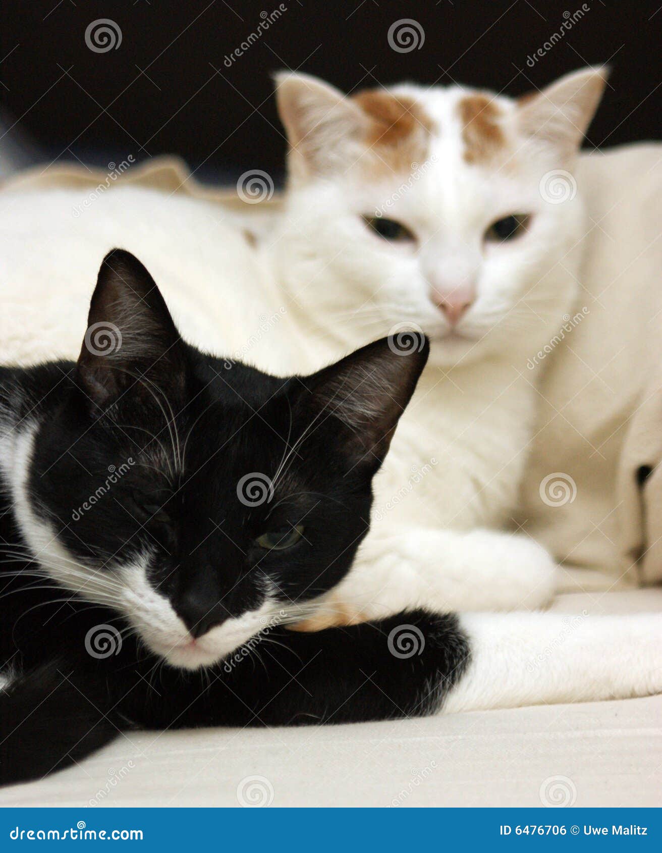 Two cats lie in bed stock photo. Image of purr, sleep - 6476706