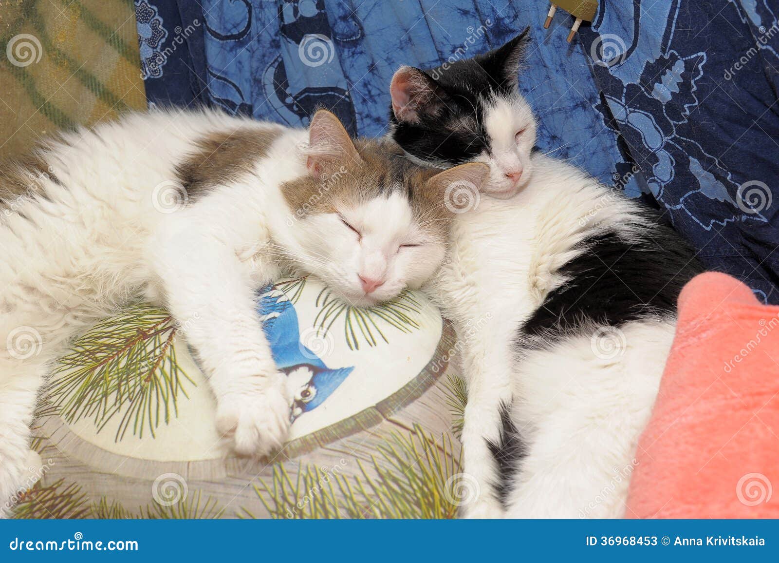 Two cats lie together stock image. Image of mammal, lying - 36968453