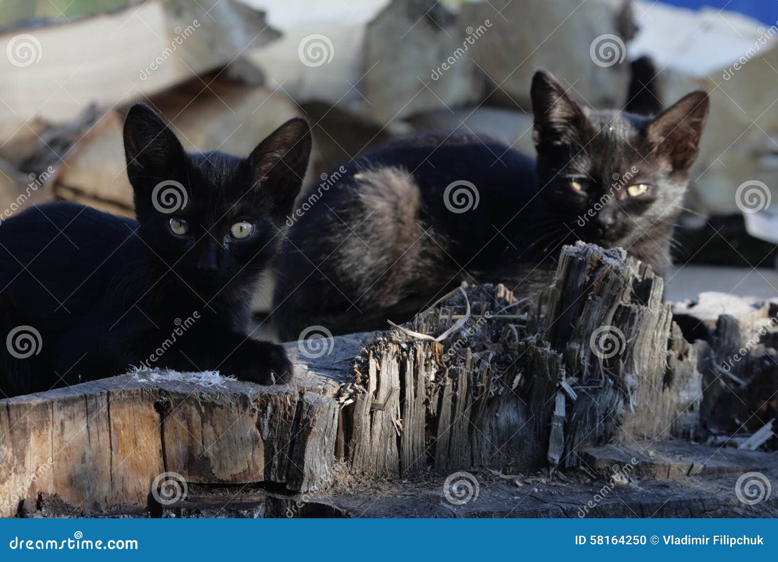 Two cats on a log stock photo. Image of kittens, pets - 58164250