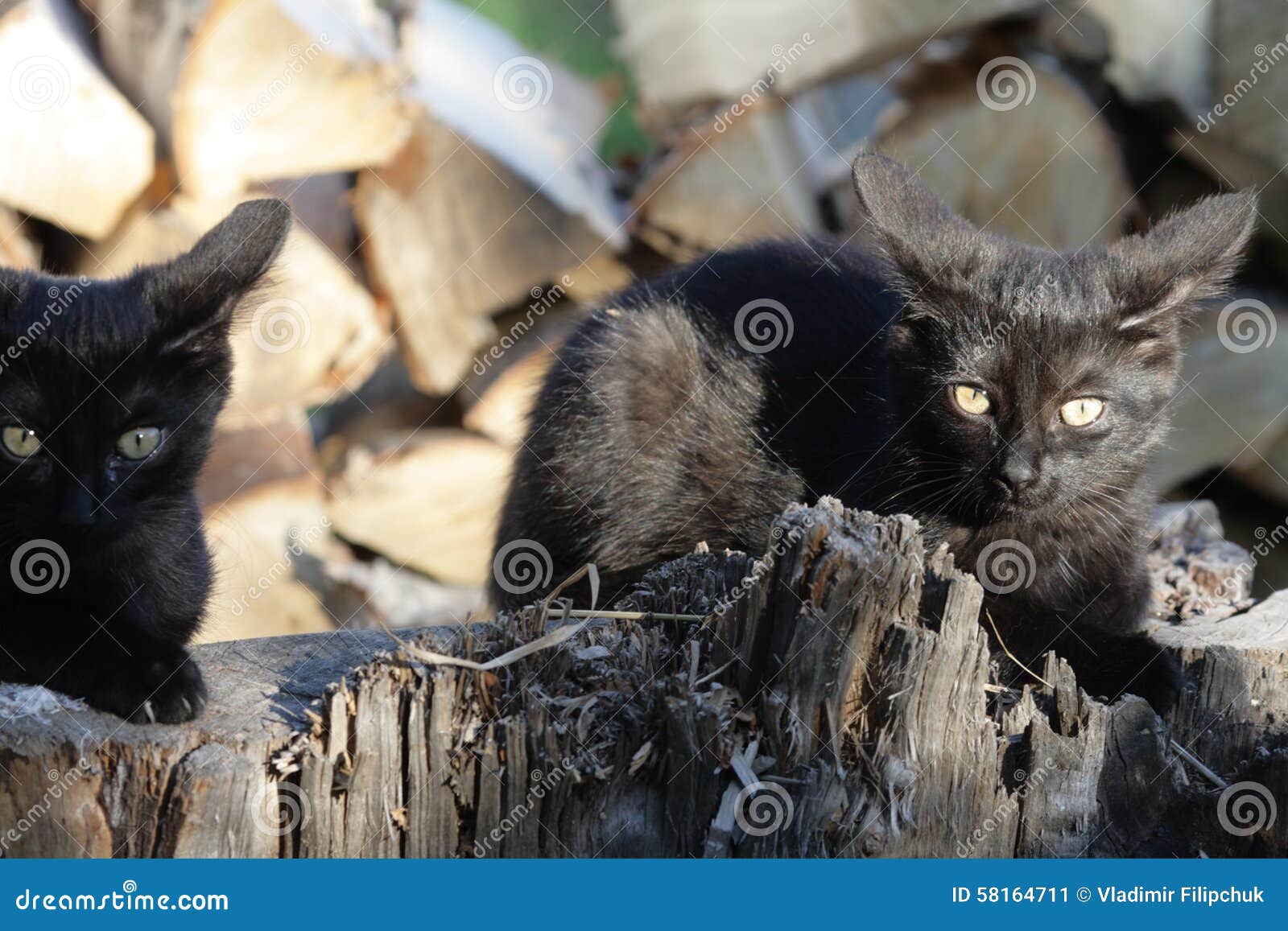 Two cats on a log stock image. Image of animal, sleeping - 58164711
