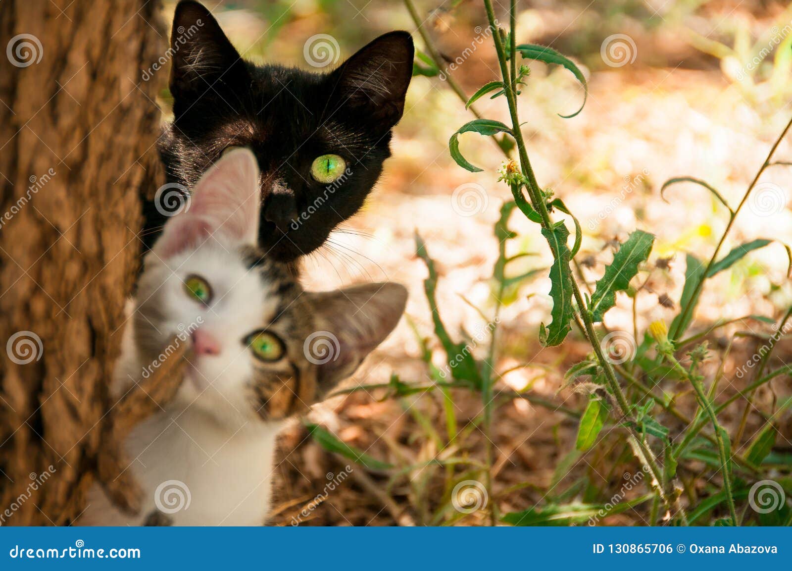 Two Cats Look Out from Behind a Tree Stock Photo - Image of young ...