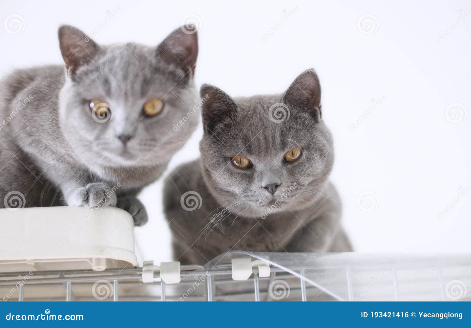 Two Cats Looking at the Camera Together Stock Photo - Image of gray ...