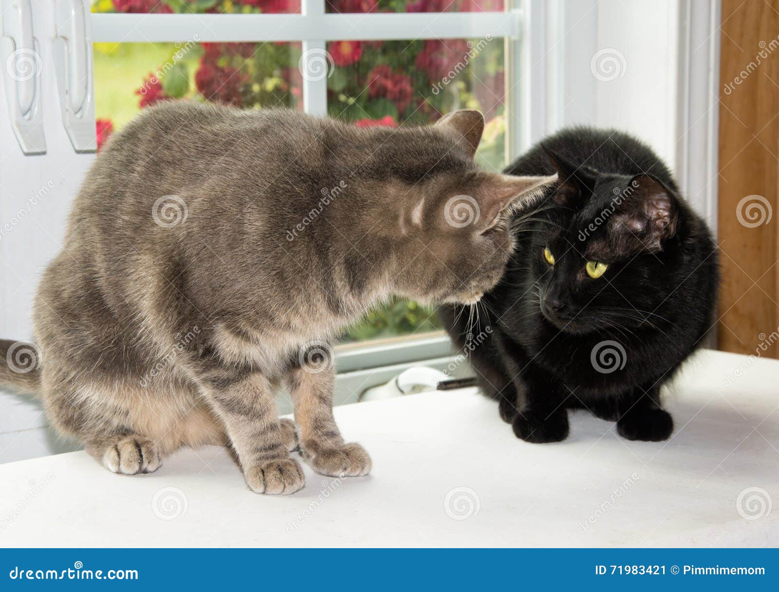 Two Cats Looking at Each Other Suspiciously Stock Image - Image of pets ...