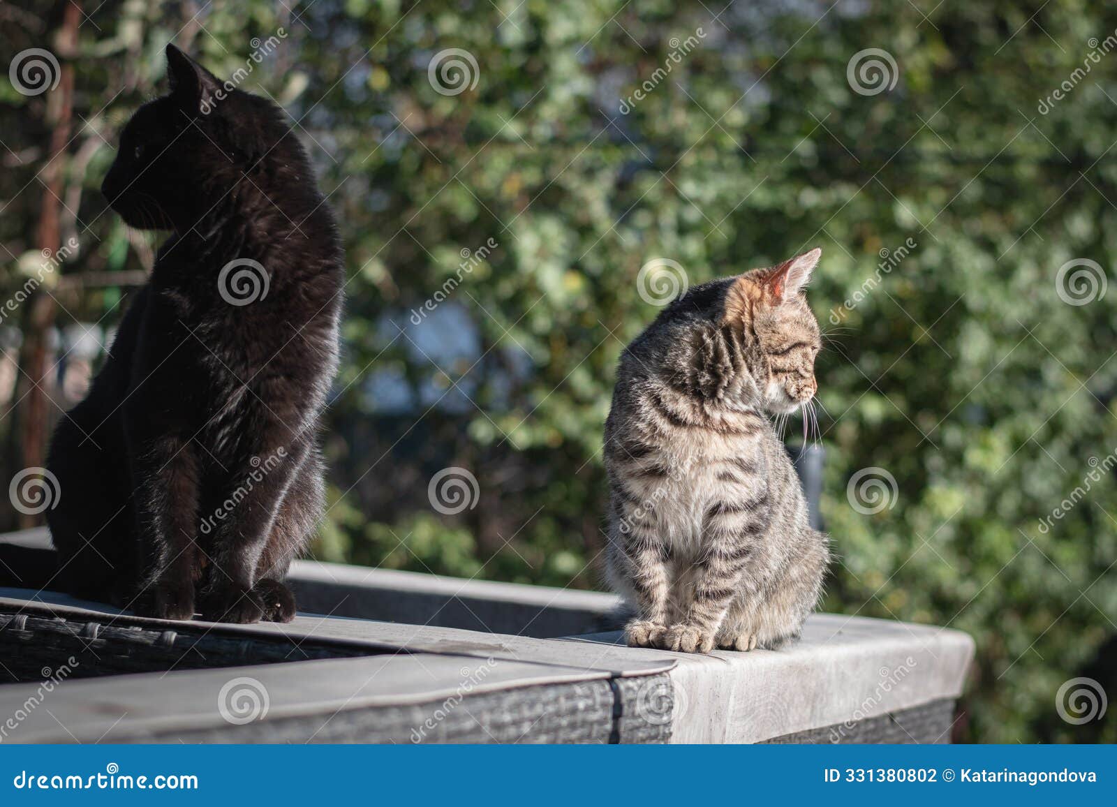 Two Cats Looking Opposite Sides Stock Photo - Image of breed, black ...