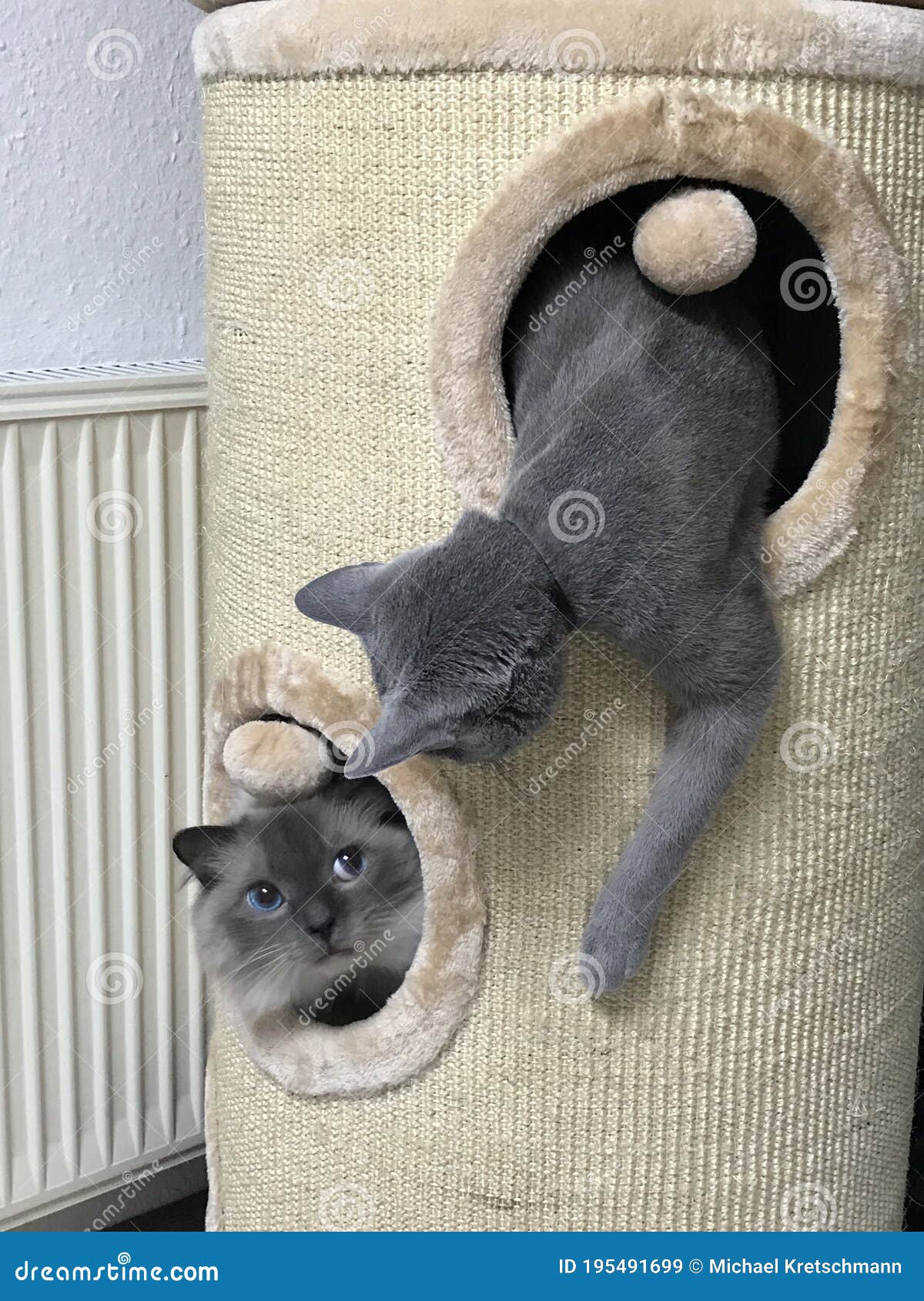 Two cats stock image. Image of looking, outside, cats - 195491699