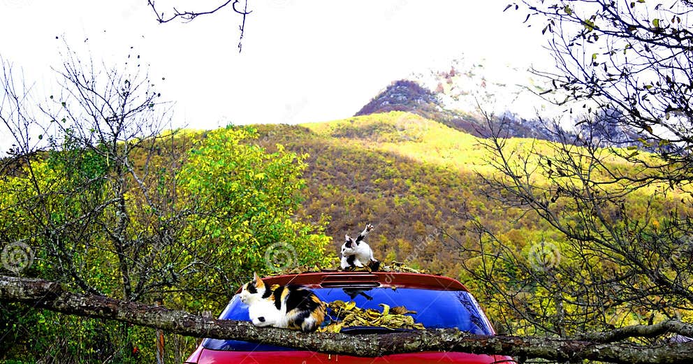 Two Cats Looking in the Same Direction Stock Image - Image of nature ...