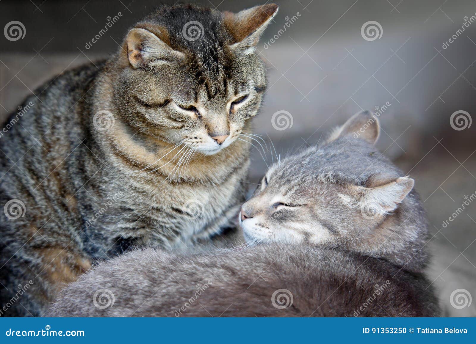 Two cats lying nearby stock photo. Image of love, tenderness - 91353250
