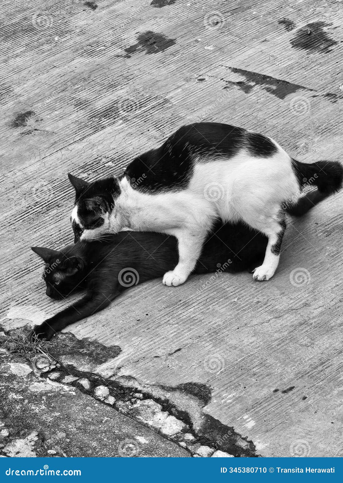 Two Cats are Mating on the Road Stock Photo - Image of mating ...