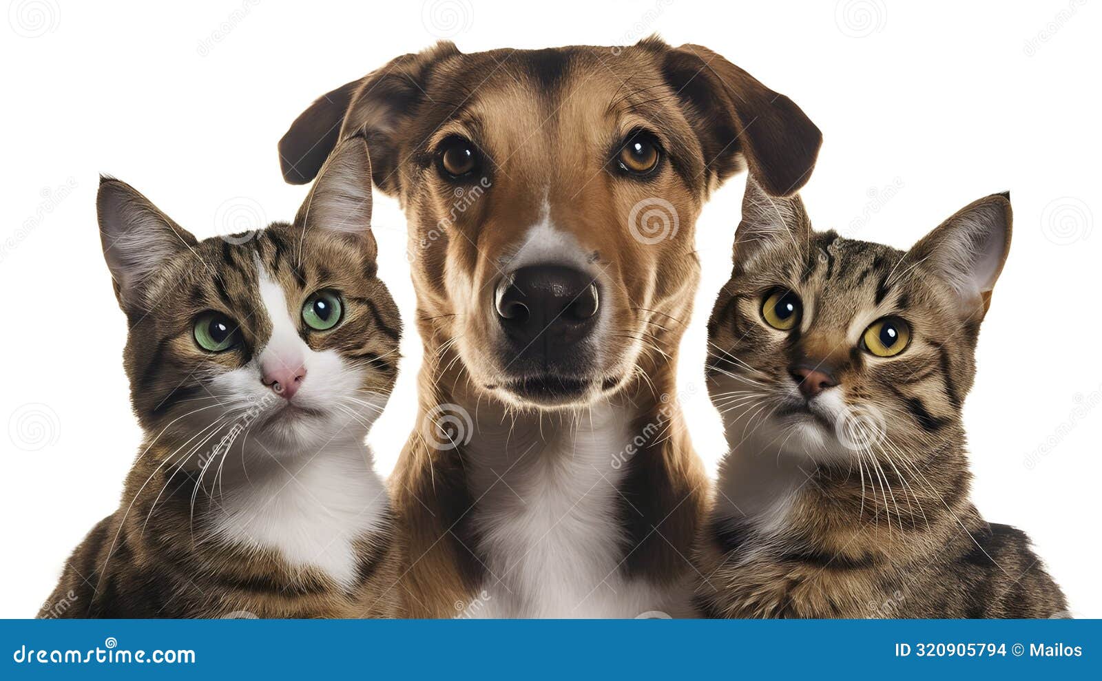 Two Cats and One Dog Together on a White Background. Stock Photo ...