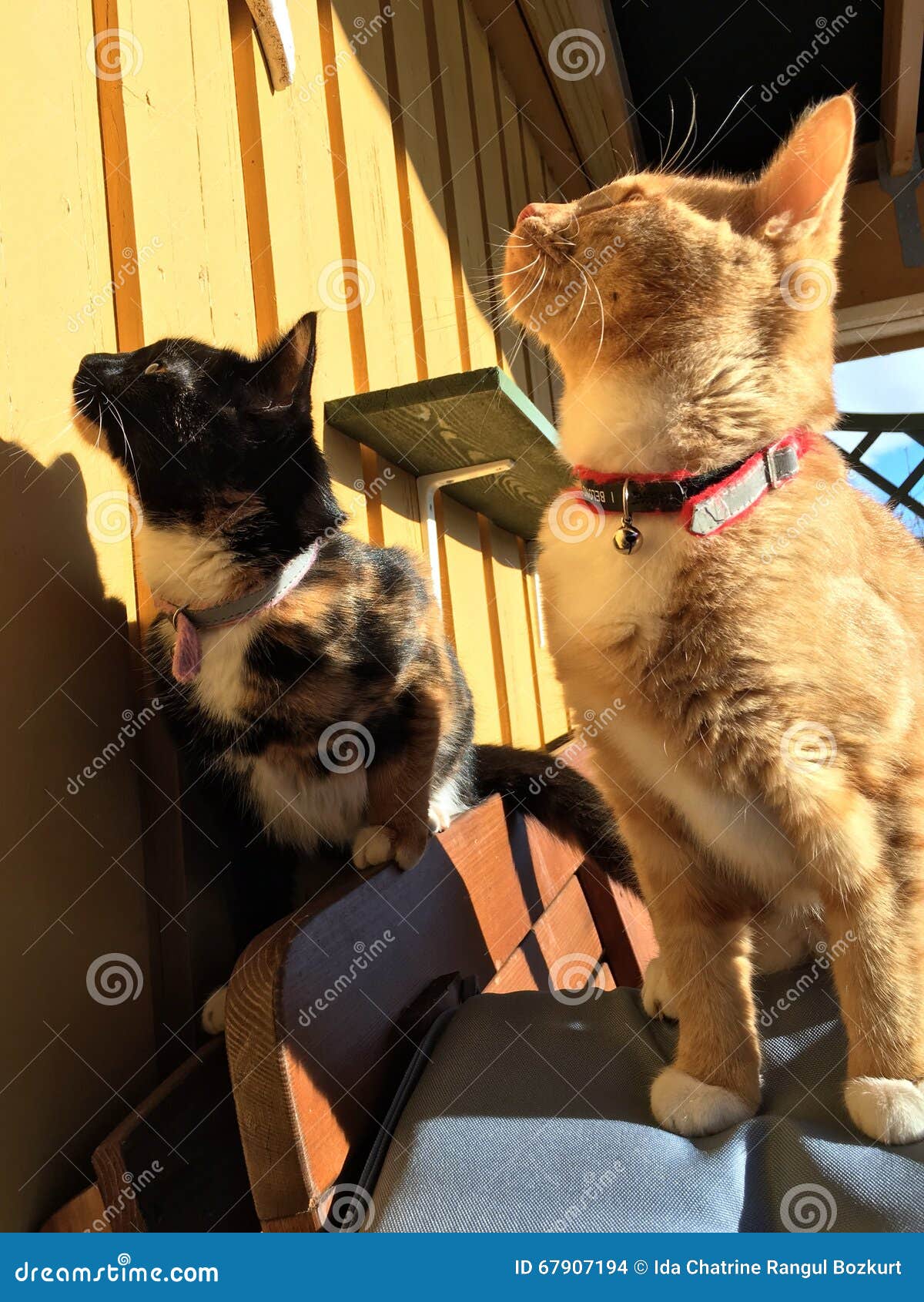 Two cats stock photo. Image of abstract, outdoor, animal - 67907194