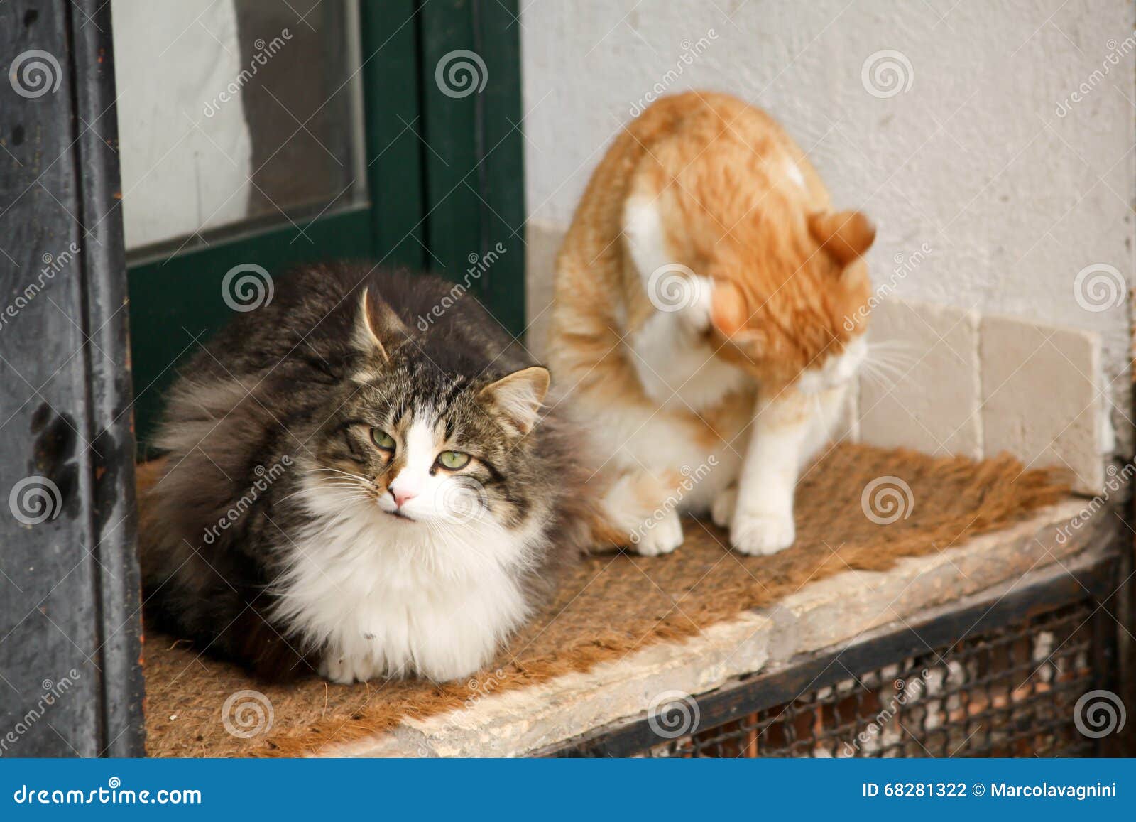 Two cats outside stock photo. Image of portrait, posing - 68281322