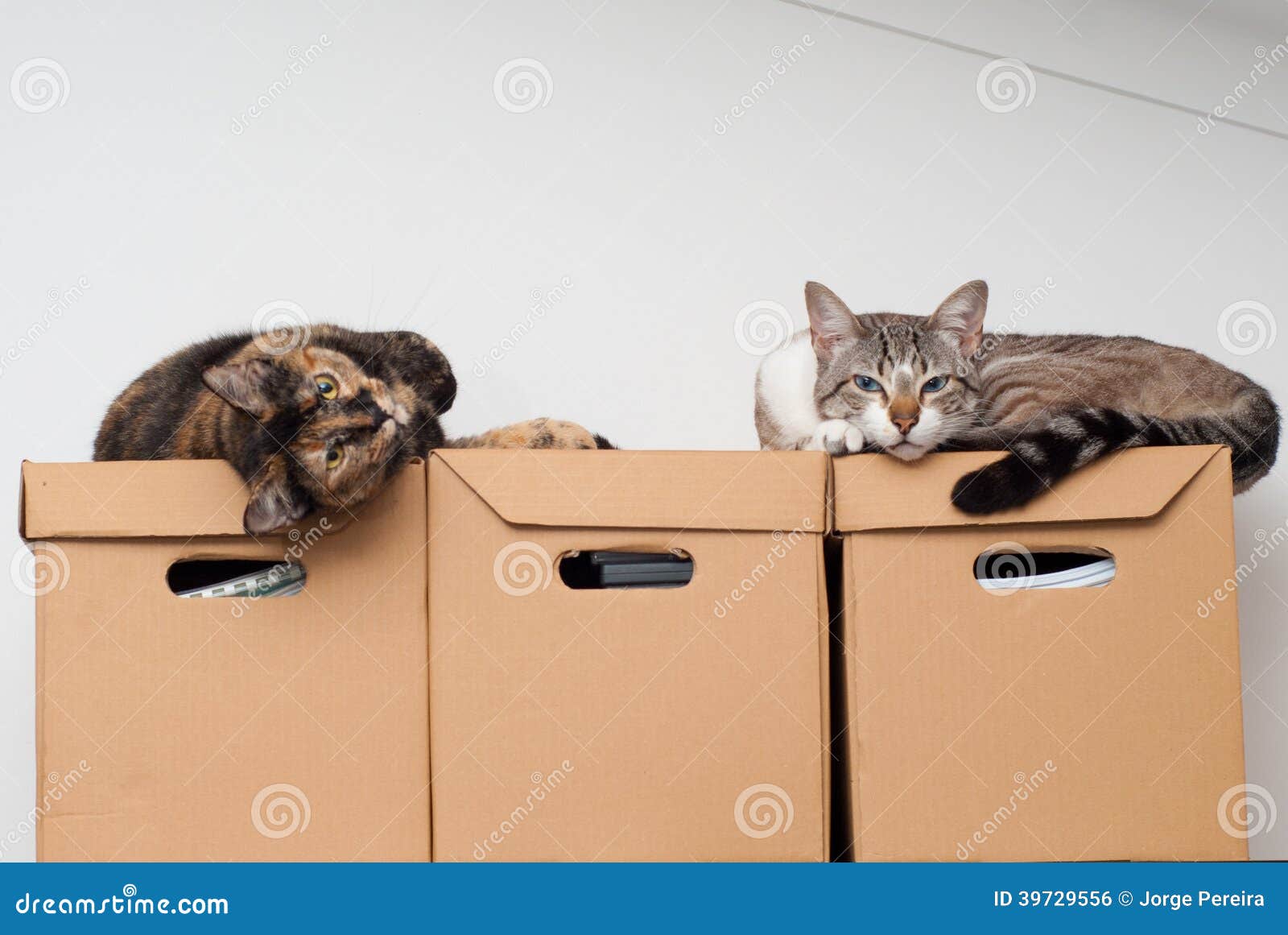 Two cats stock photo. Image of boxes, feline, cats, cardbox - 39729556
