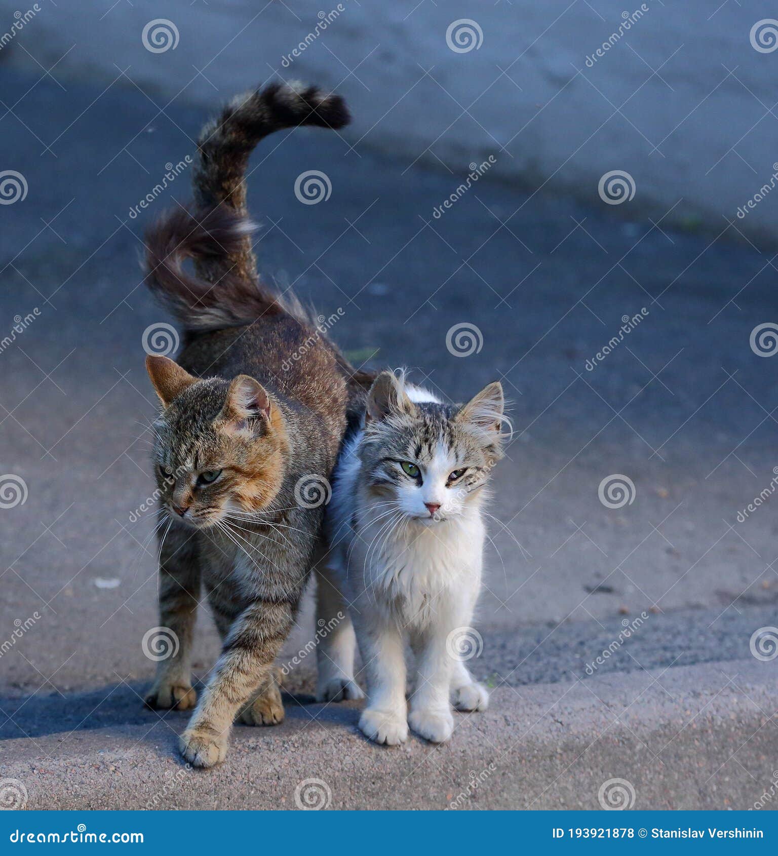 Two Cats on the Pavement with Their Tails Crossed Stock Photo - Image ...