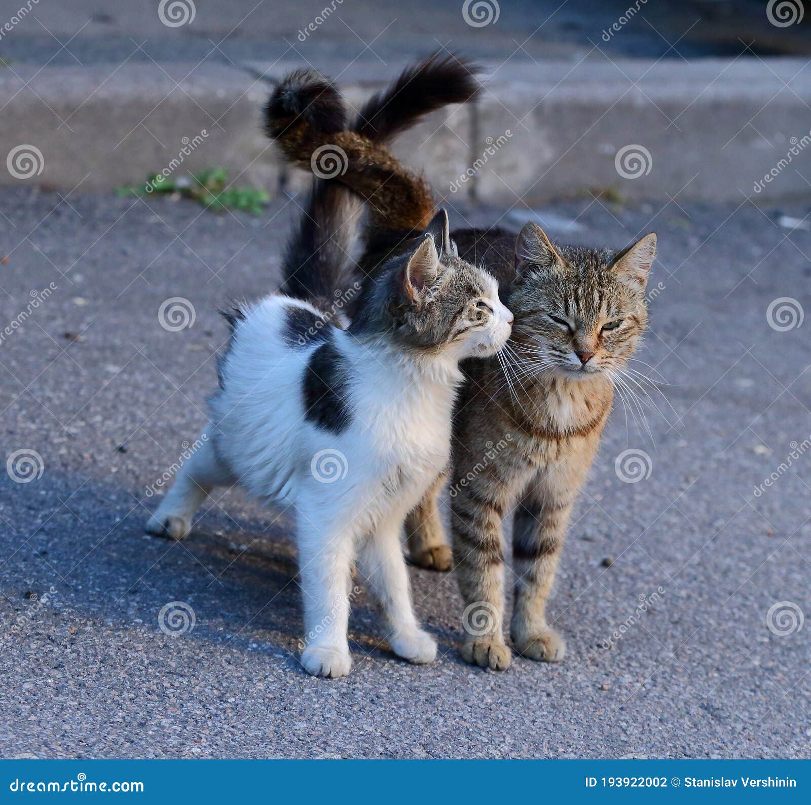 Two Cats on the Pavement with Their Tails Crossed Stock Photo - Image ...